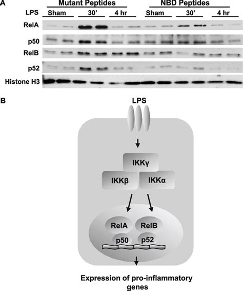 Lps Mediated Activation Of Classical And Alternative Nf Kb Pathways Is