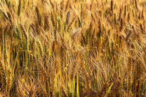 밀 초원 여름에 잘 익은 골드 보리 필드 수확을 위해 자라는 자연 유기농 황호 식물 0명에 대한 스톡 사진 및 기타 이미지 0명 가을 건강한 생활방식 Istock