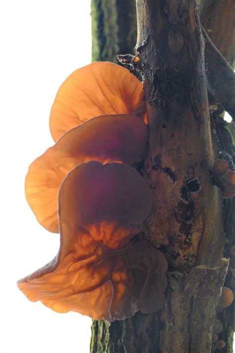 Mu-Err (Forum für Naturfotografen)
