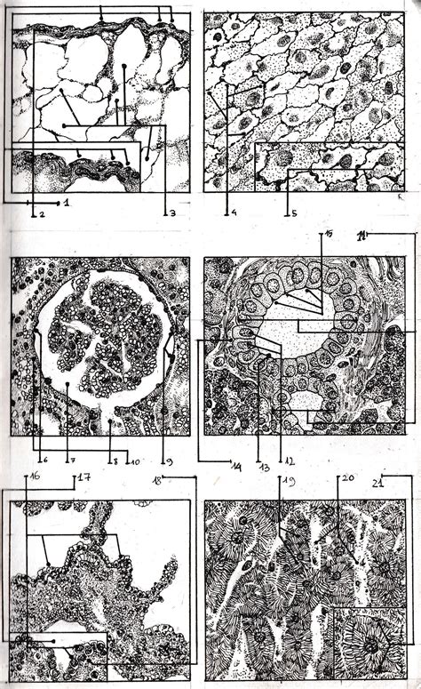 Artstation Squamous And Cuboidal Epithelium Tissue