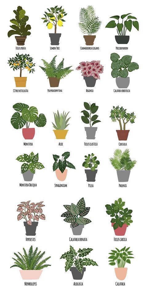 Types Of Indoor Plants