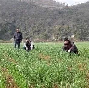 小麦除草5大注意事项 除草剂 杂草 用药