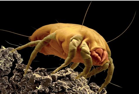 Allergia Agli Acari Della Polvere Sintomi Rimedi E Altri Consigli
