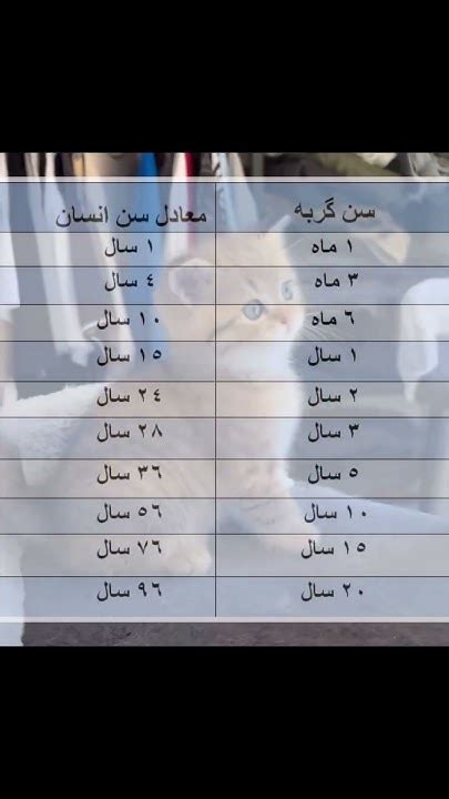 گربه‌ات چند سالشه Youtube