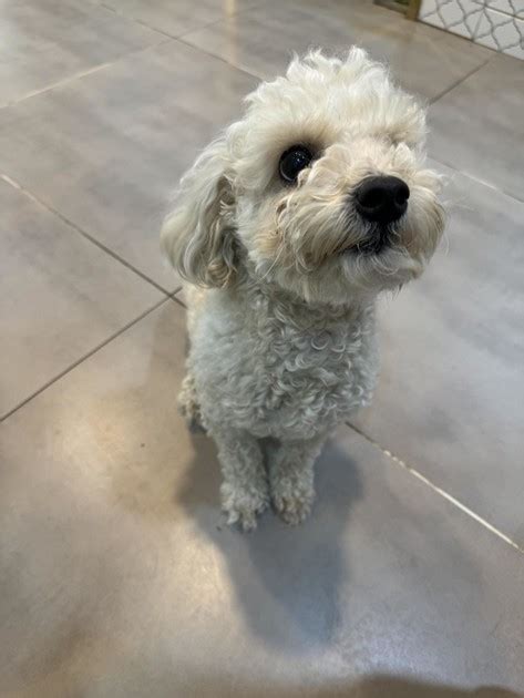 말티푸 로이 말티즈전문보호소 말티푸전문보호소 푸들전문보호소 먼치킨전문보호소 랙돌전문보호소 브리티쉬숏헤어전문보호소 스코티쉬폴드전문보호소 러시안블루전문보호소 강아지전문보호소