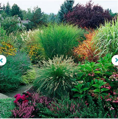 254 Best Images About Ornamental Grasses For Sun And Shade On Pinterest