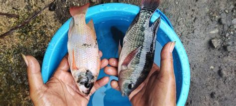 Un Hombre Sostiene Dos Tilapias Frescas Que Acaban De Recoger Del Estanque De Peces Listas Para