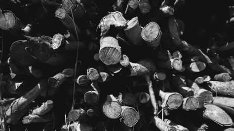 무료 이미지 검정색과 흰색 화이트 사진술 꽃 어둠 검은 단색화 흑백 사진 4272x2405 154109 무료 이미지 Pxhere