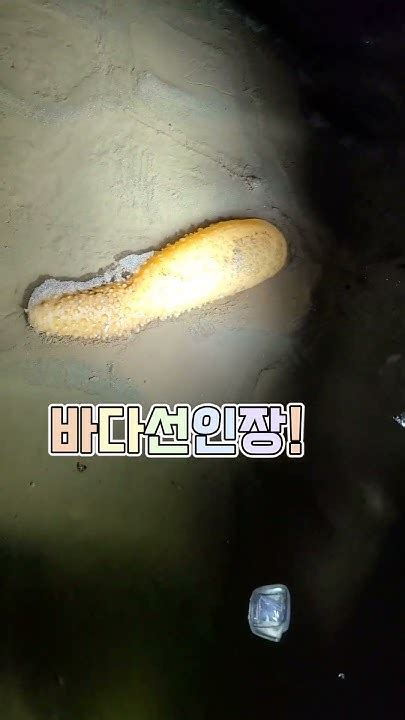 해변에 험한것이 나타났다 바다 해변 해루질 험한것 바다선인장 형광 형광봉 야간해루질 팔로우 구독 좋아요 유툽친구들 안녕 Youtube