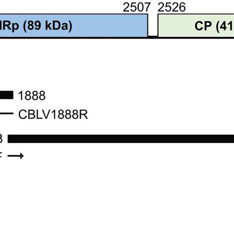 Schematic Representation Of Genome Organization Of The Taiwan Cucumber