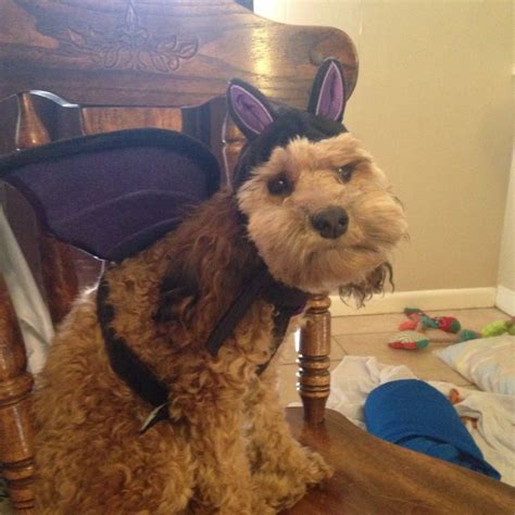 14 Best Cockapoo Pups Images On Pinterest Doggies Puppys And Dogs