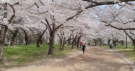 Walks And Trips With Sachiki San Visited Morioka Sakura Matsuri Venues Before A Flurry Of
