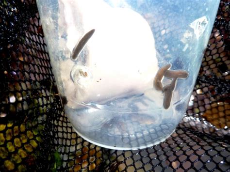 How To Remove Leeches From Your Pond Without Chemicals Dengarden