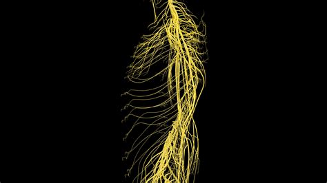 Female Nervous System 3d Model 79 3ds Blend C4d Fbx Max Ma