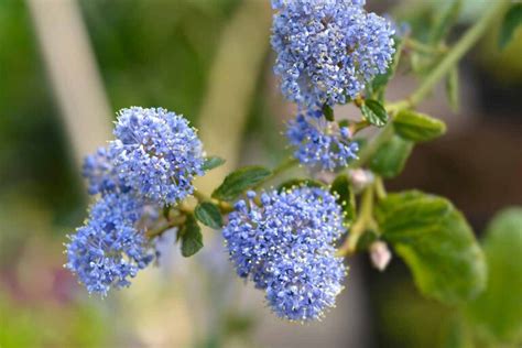 How To Grow And Care For Ceanothus California Lilac