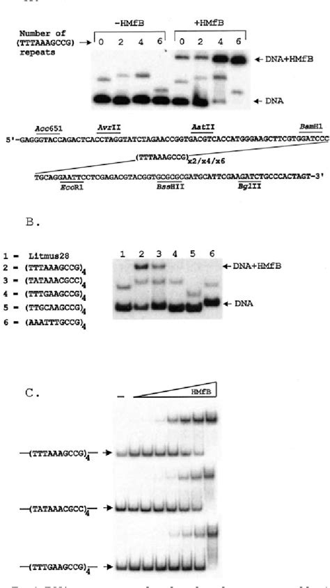 Figure 1 From Both Dna And Histone Fold Sequences Contribute To