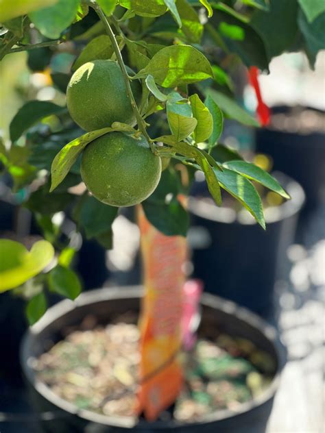 Citrus Tree Dwarf Liberty Landscape Supply