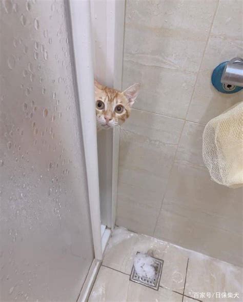 铲屎官正在洗澡突然一个脑袋探了进来猫你洗好了吗 猫咪 浴室 时候