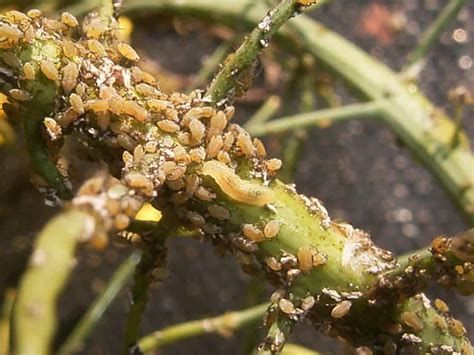 Hover Fly Insects And Organic Gardening