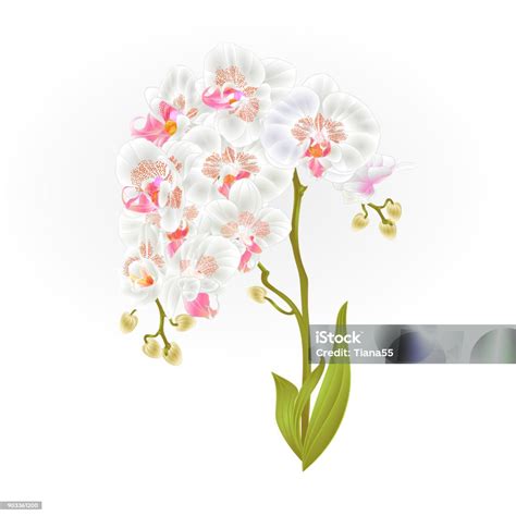 호 접 화이트 꽃과 열 대 나뭇잎 지점 난초 식물 줄기와 편집 디자인에 대 한 흰색 배경 빈티지 벡터 식물 그림에 싹 0명에