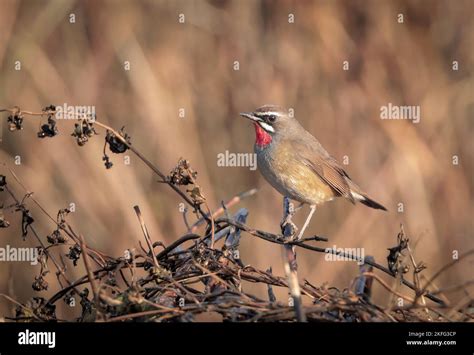 Siberian Rubythroat Is A Ground Loving Songbird Of Asia They Primarily