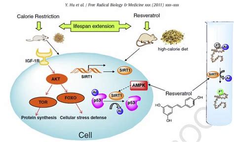 Resveratrolnews Blog Archive Cr Resveratrol Sirtuin
