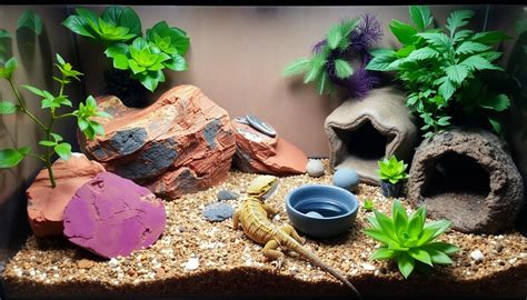 list of essential bearded dragons accessories