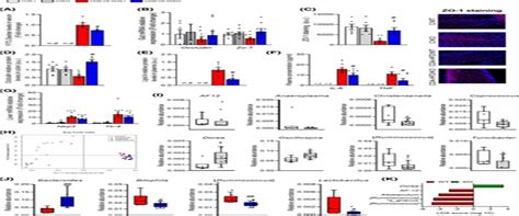 Enhanced Mitochondrial Activity Reshapes A Gut Microbiota Pr