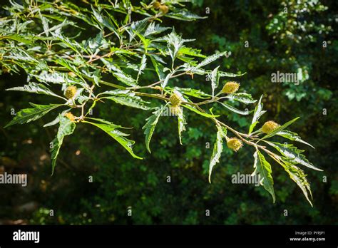 Fagus Sylvatica Asplenifolia Showing Embryonic Fruit In Early Summer In An English Garden Stock