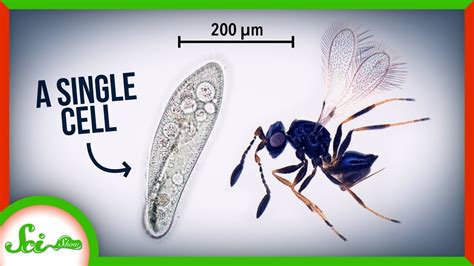 The Smallest Insect In The World We Want Science