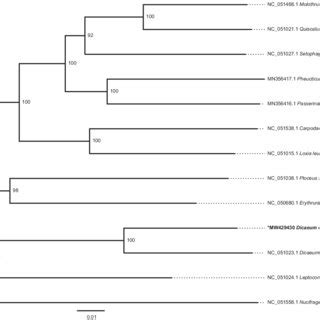 The Maximum Likelihood ML Tree Constructed Using Mitochondrial Genome Download Scientific