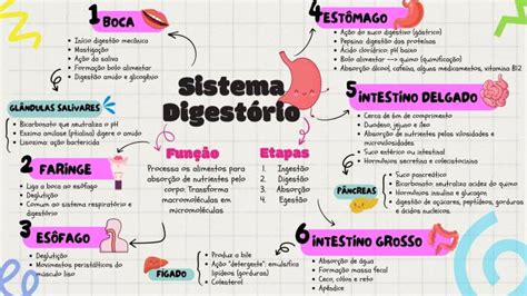 Planilha De Diagrama Do Sistema Digestivo Com Respostas