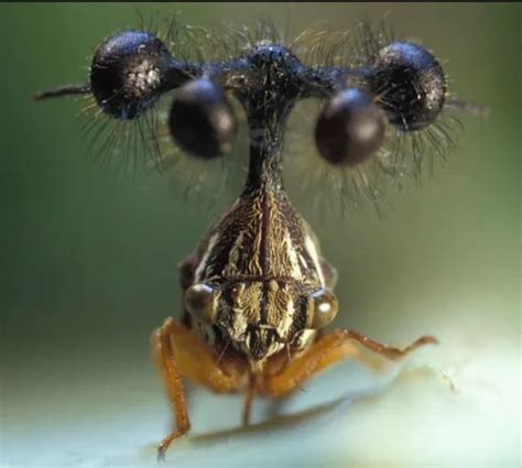Brazilian Treehopper R Treehoppertime