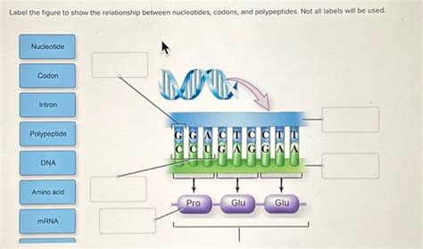 Label The Figure To Show The Relationship Between