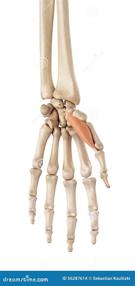 Abductor Pollicis Longus Muscle With Hand And Arm Skeleton Outline