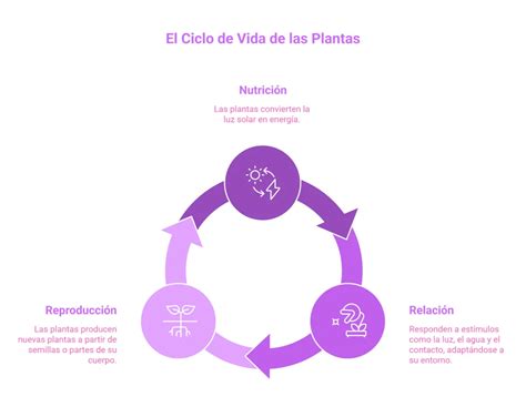 Funciones Vitales De Las Plantas Nutrición Relación Y Reproducción