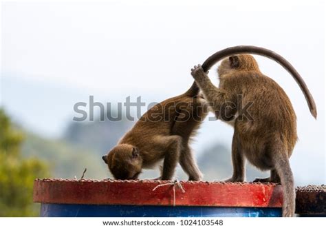 54 imágenes de Monkeys having sex Imágenes fotos y vectores de stock Shutterstock