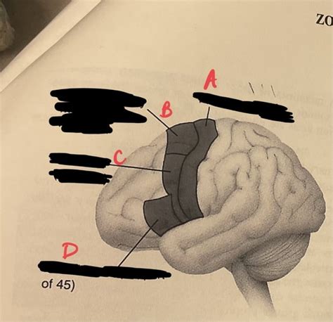 Cerebrum Flashcards Quizlet
