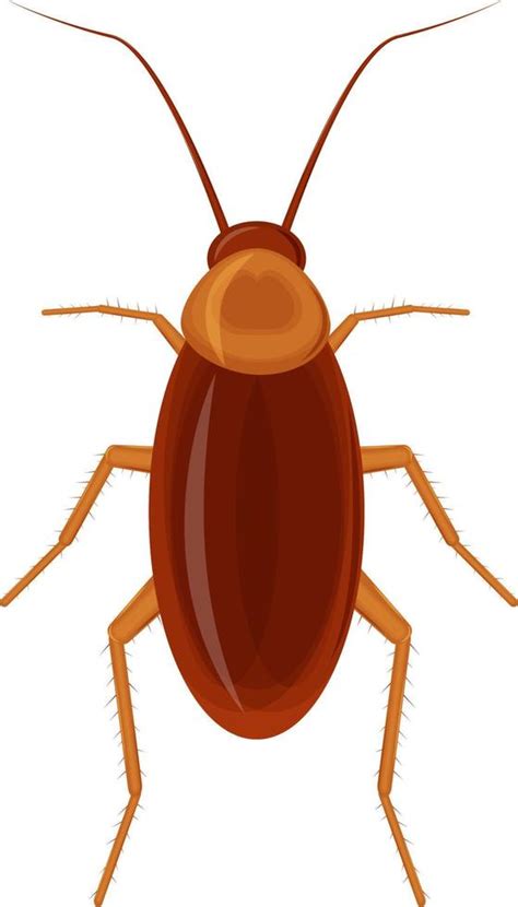 Cucaracha Casera Marrón Plaga De Insectos Rojos Ilustración Vectorial