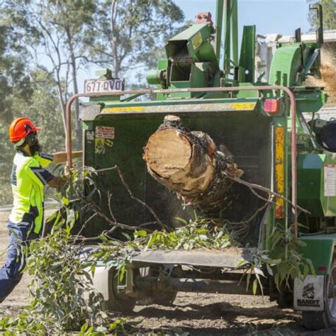 Tree Removal Cost Brisbane Tree Services Pricing And Calculator