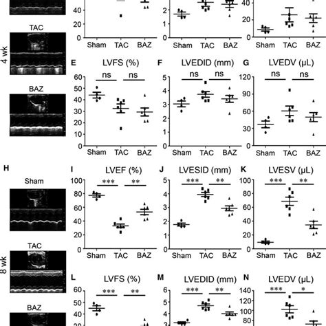 Echocardiographic Profiles Of Mice At 4 And 8 Wk A And H
