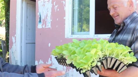 ფერმერებს ამერიკული ჯიშის თამბაქოს ჩითილები გადაეცათ 🇬🇪 აჭარის ა რ სოფლის მეურნეობის