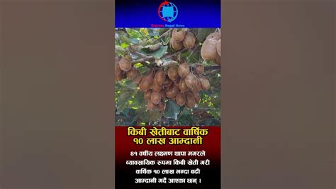 किबी खेतीबाट वार्षिक १० लाख आम्दानी Youtube