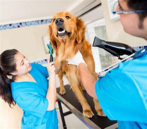 Animal Grooming In Durham Nc Triangle Veterinary Hospital