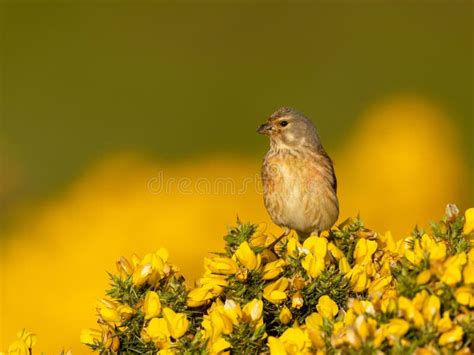 Male Linnet Perched On A Gorse Bush Stock Photo Image Of Bird Ornithology