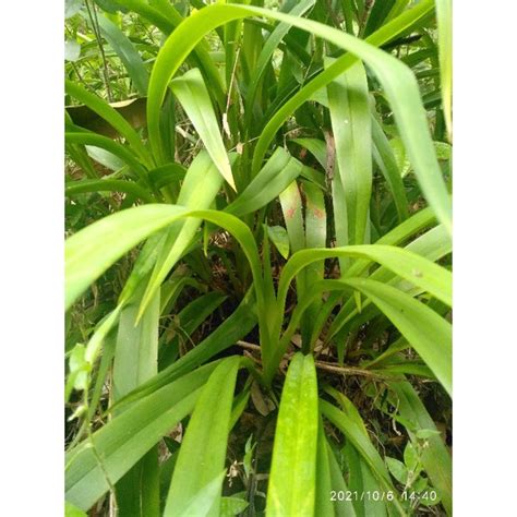 Jual TANAMAN HIAS ANGGREK TANAH Shopee Indonesia