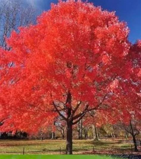 Red Maple Acer Rubrum Florida Maple Tree 12 20 Inch Etsy