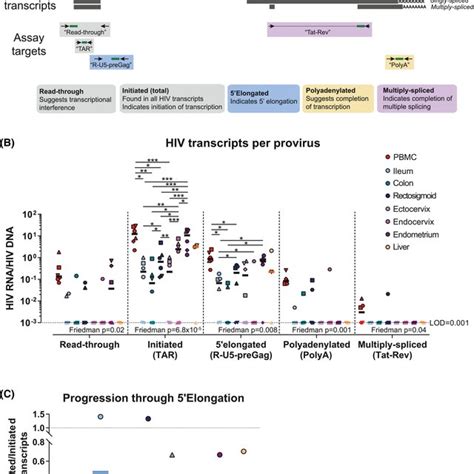 Levels Of Hiv Transcription A Schematic Representation Of The Hiv