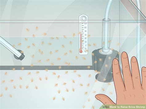How To Raise Brine Shrimp Hatching Care And Harvesting