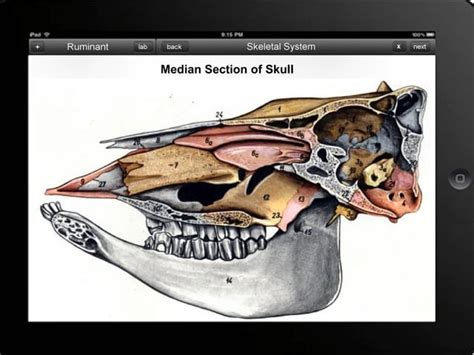 Skeletal System Of Bovine Ppt